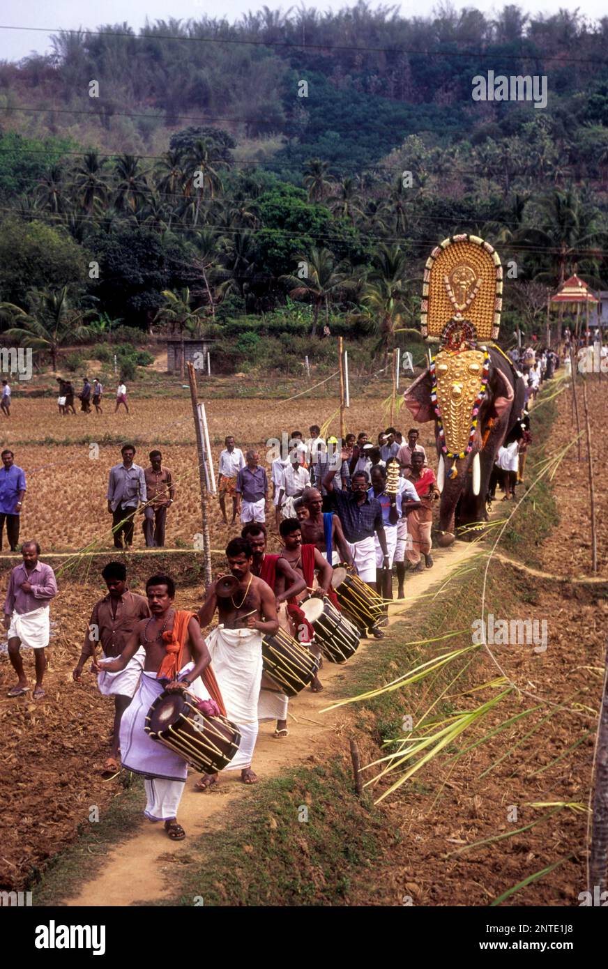 Elephant procession on a narrow rice field border, Pooram festival at ...