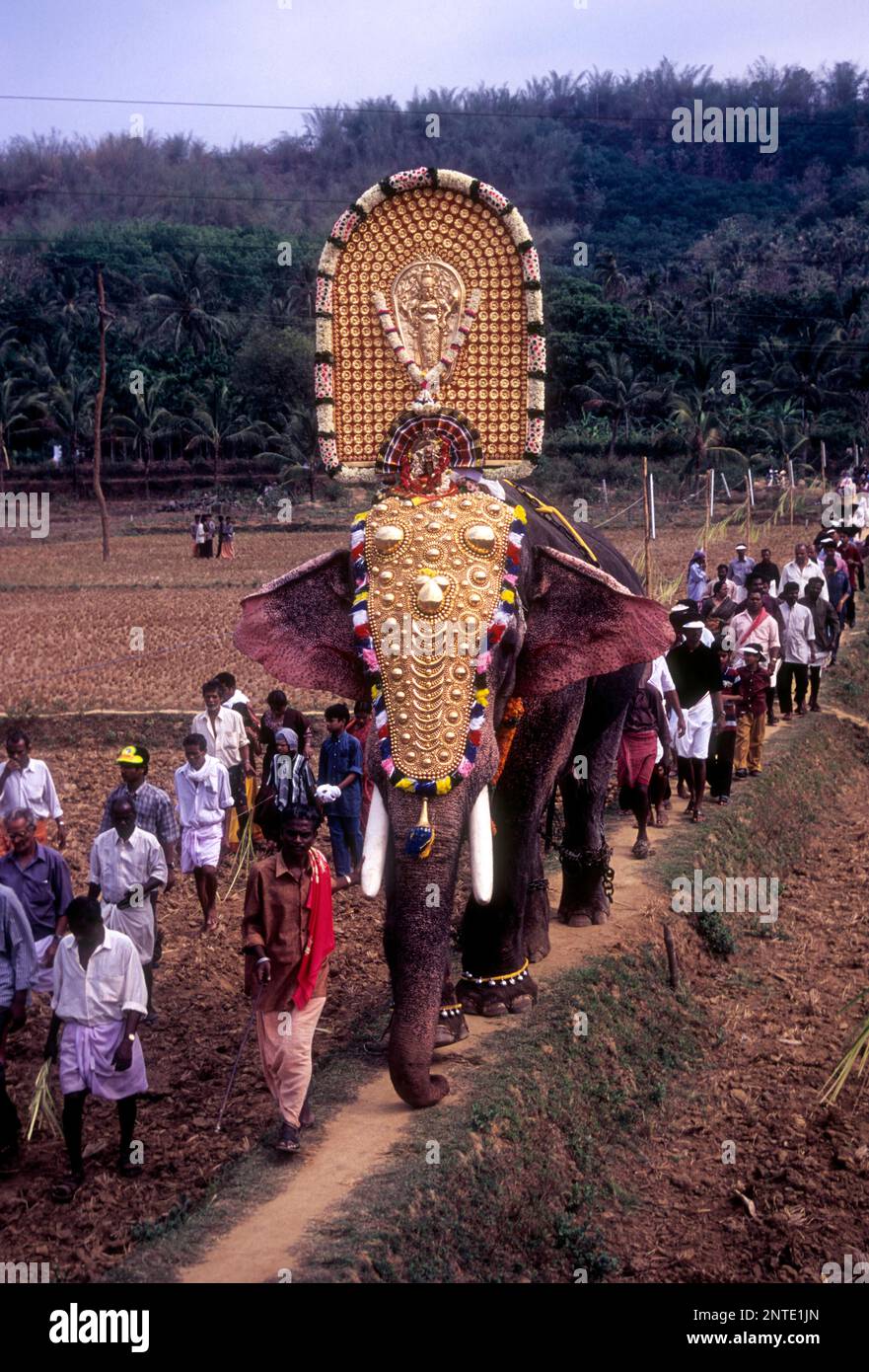 Elephant procession on a narrow rice field border, Pooram festival at ...
