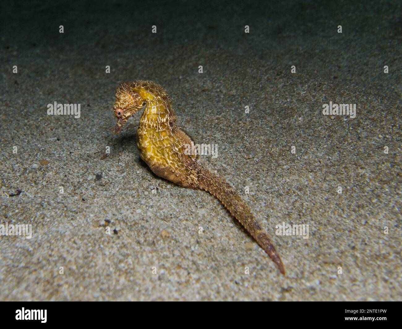 Marine life from cyprus hi-res stock photography and images - Alamy