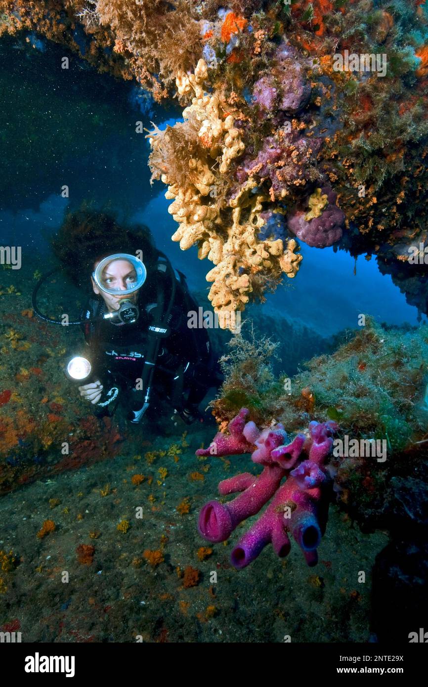 Diver tube coral hi-res stock photography and images - Alamy