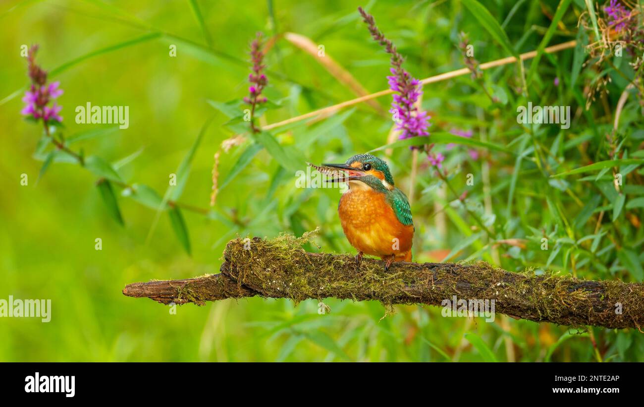 Common kingfisher (Alcedo atthis) Indicator of clean flowing waters ...