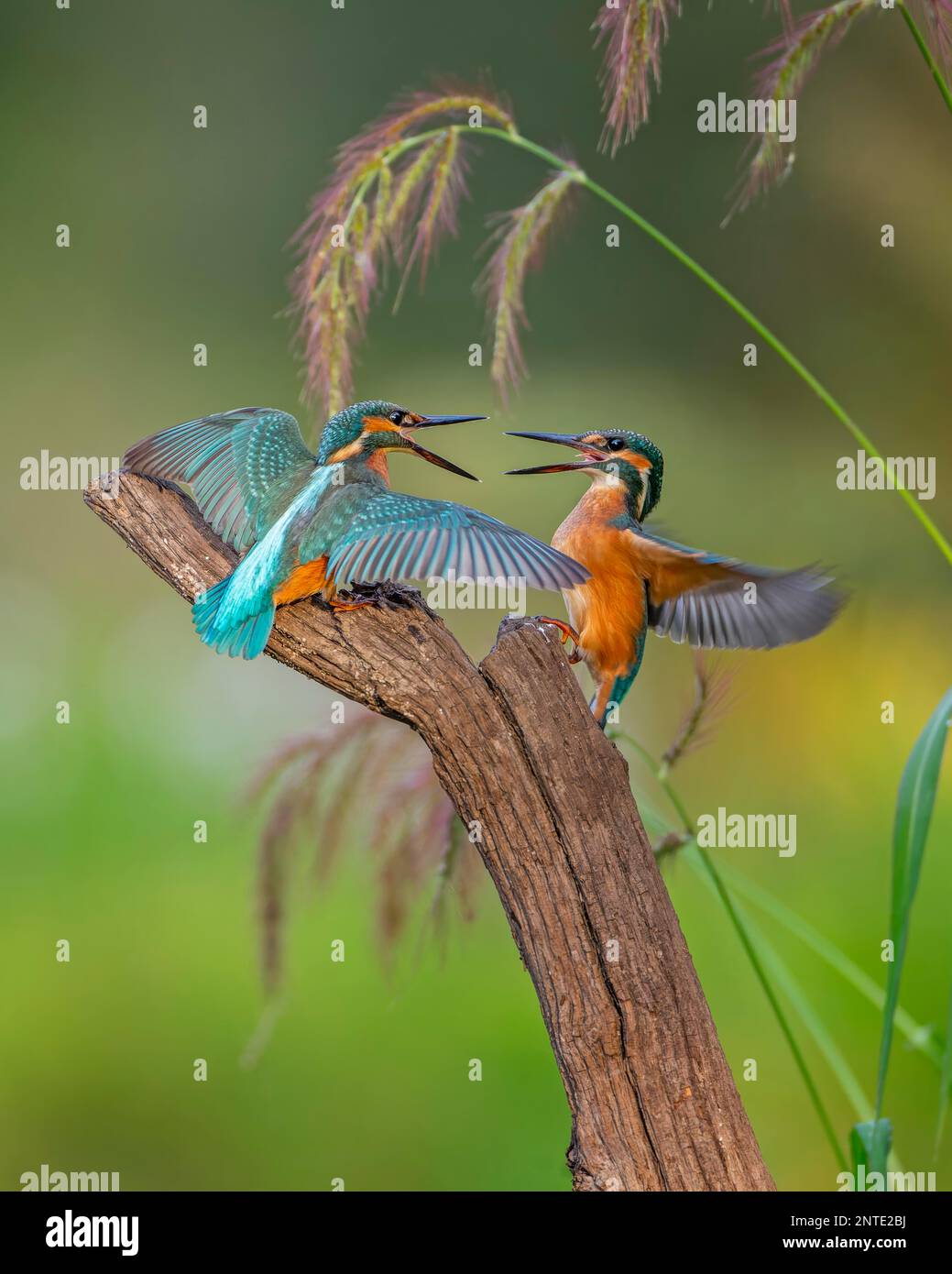 Common kingfisher (Alcedo atthis) Indicator of clean flowing waters ...