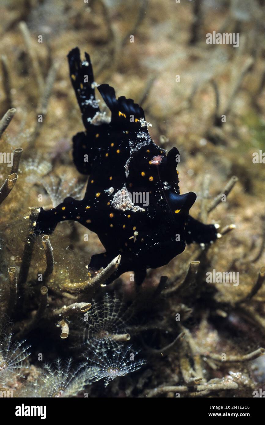 Juvenile painted frogfish (Antennarius pictus), Philippine Sea ...
