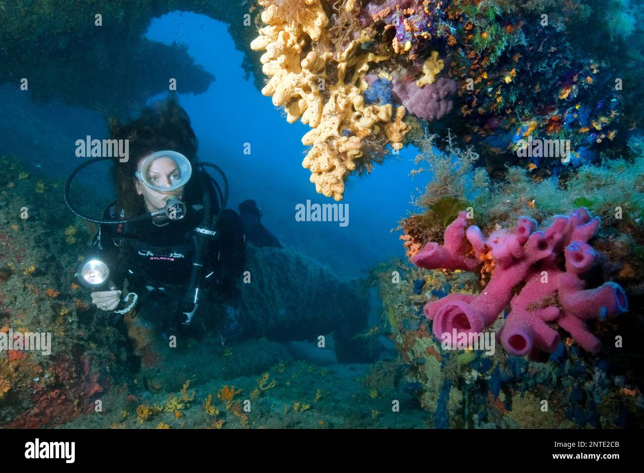 Pink tube sponge and diver, Baia Sardinia, pink cylinder sponge ...