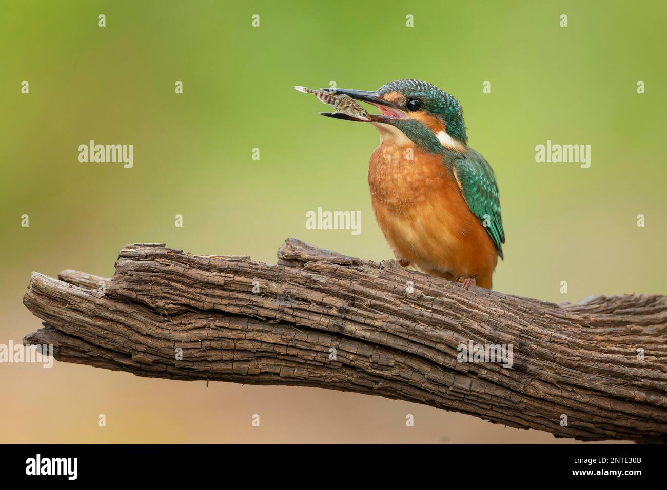 Common kingfisher (Alcedo atthis) Indicator of clean flowing waters ...