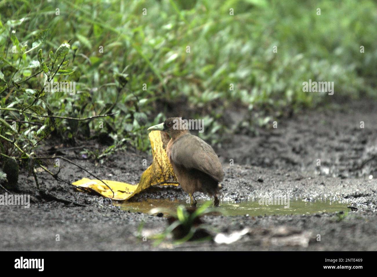 An isabelline bush-hen (Amaurornis isabellina) is walking on a trail in ...