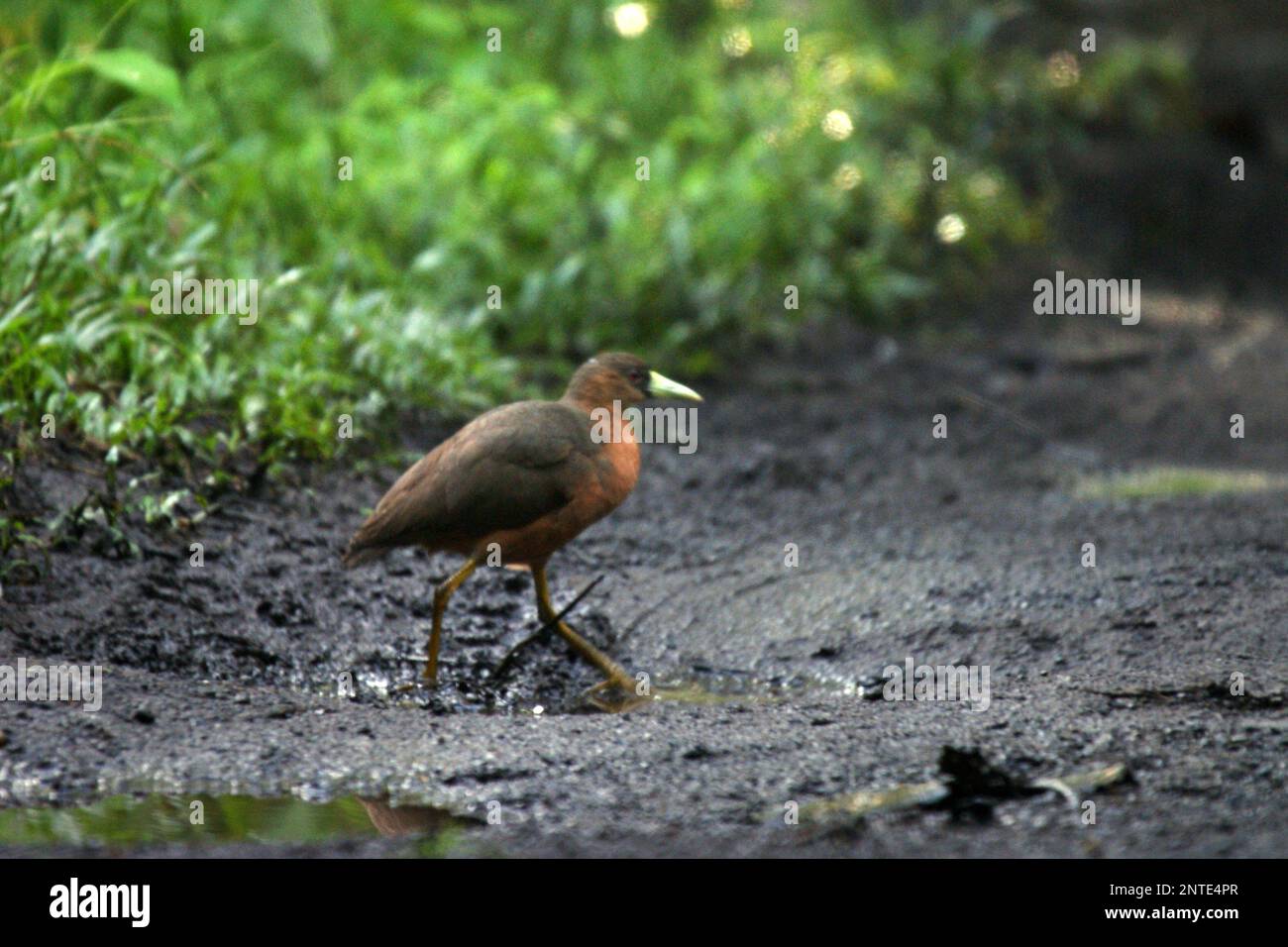 An isabelline bush-hen (Amaurornis isabellina) is walking on a trail in ...