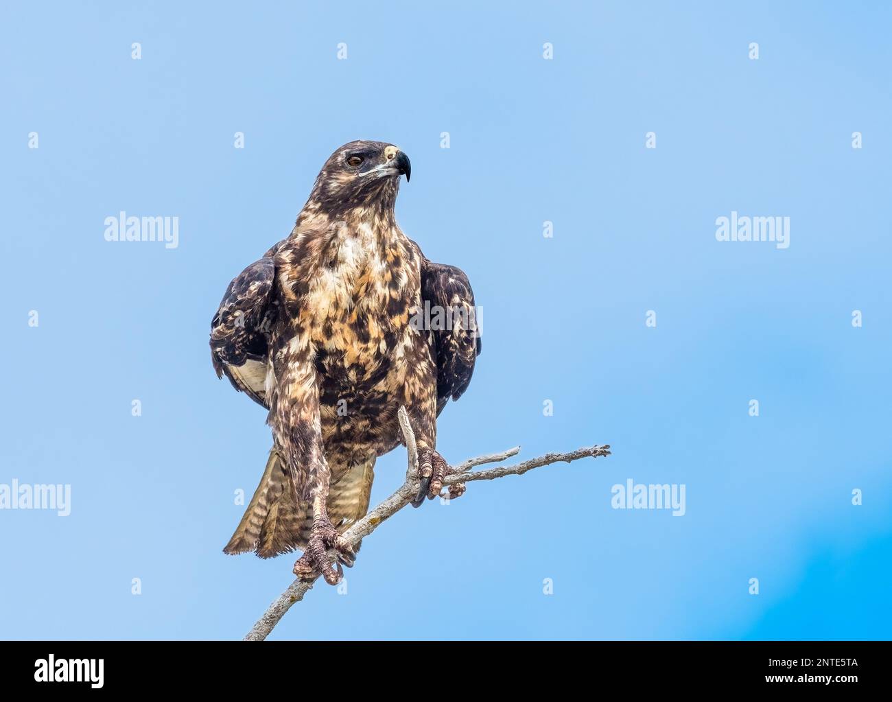 Hawk perched on rock hi-res stock photography and images - Alamy