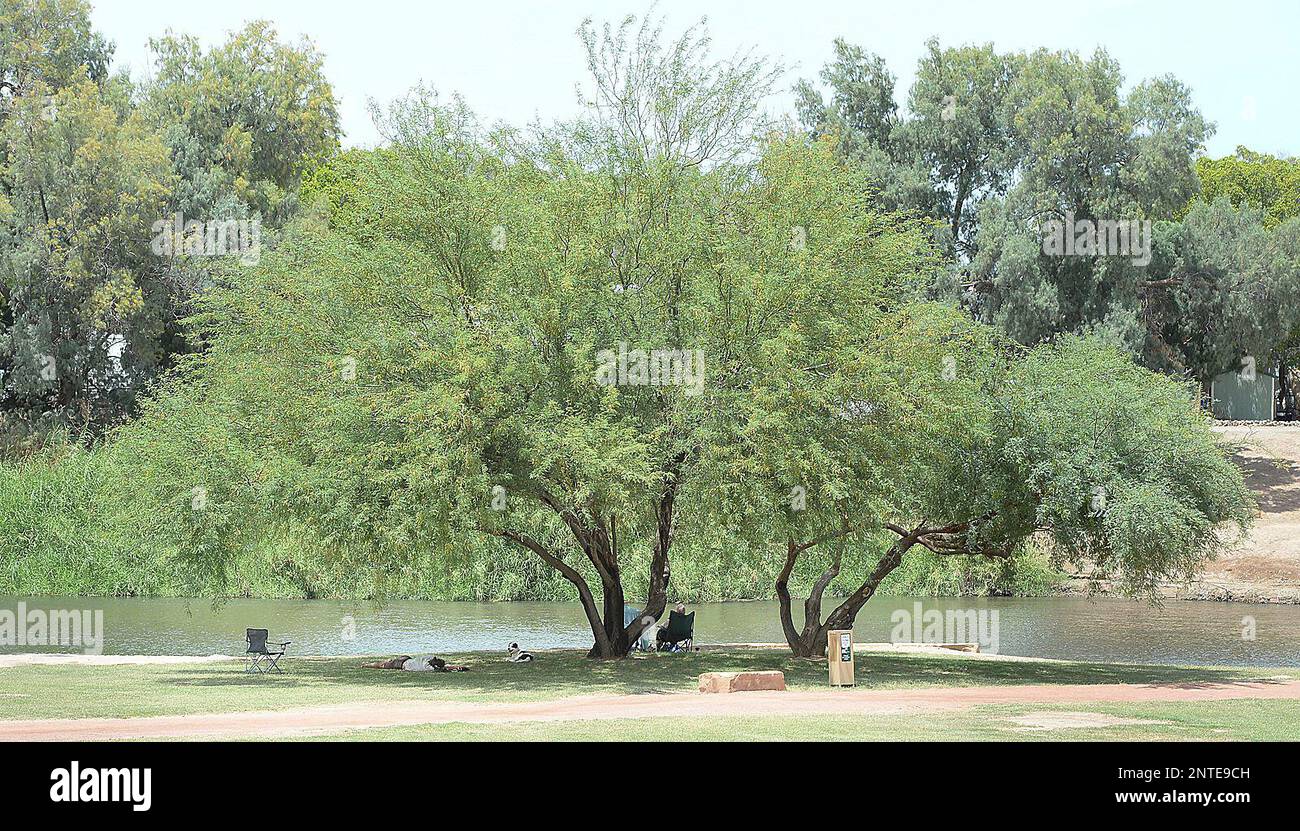 People relax under the shade of a mature mesquite tree at Playa Linda ...