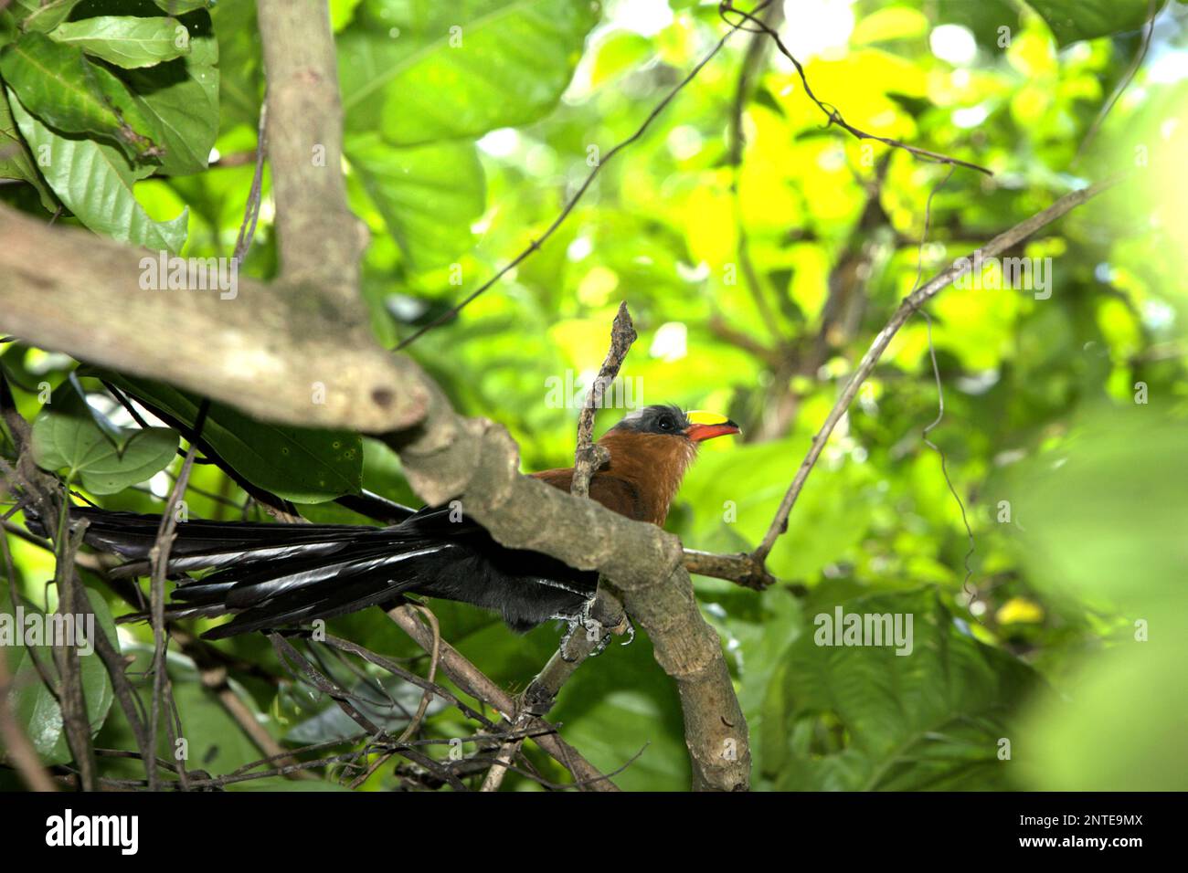 North cuckoo hi-res stock photography and images - Alamy