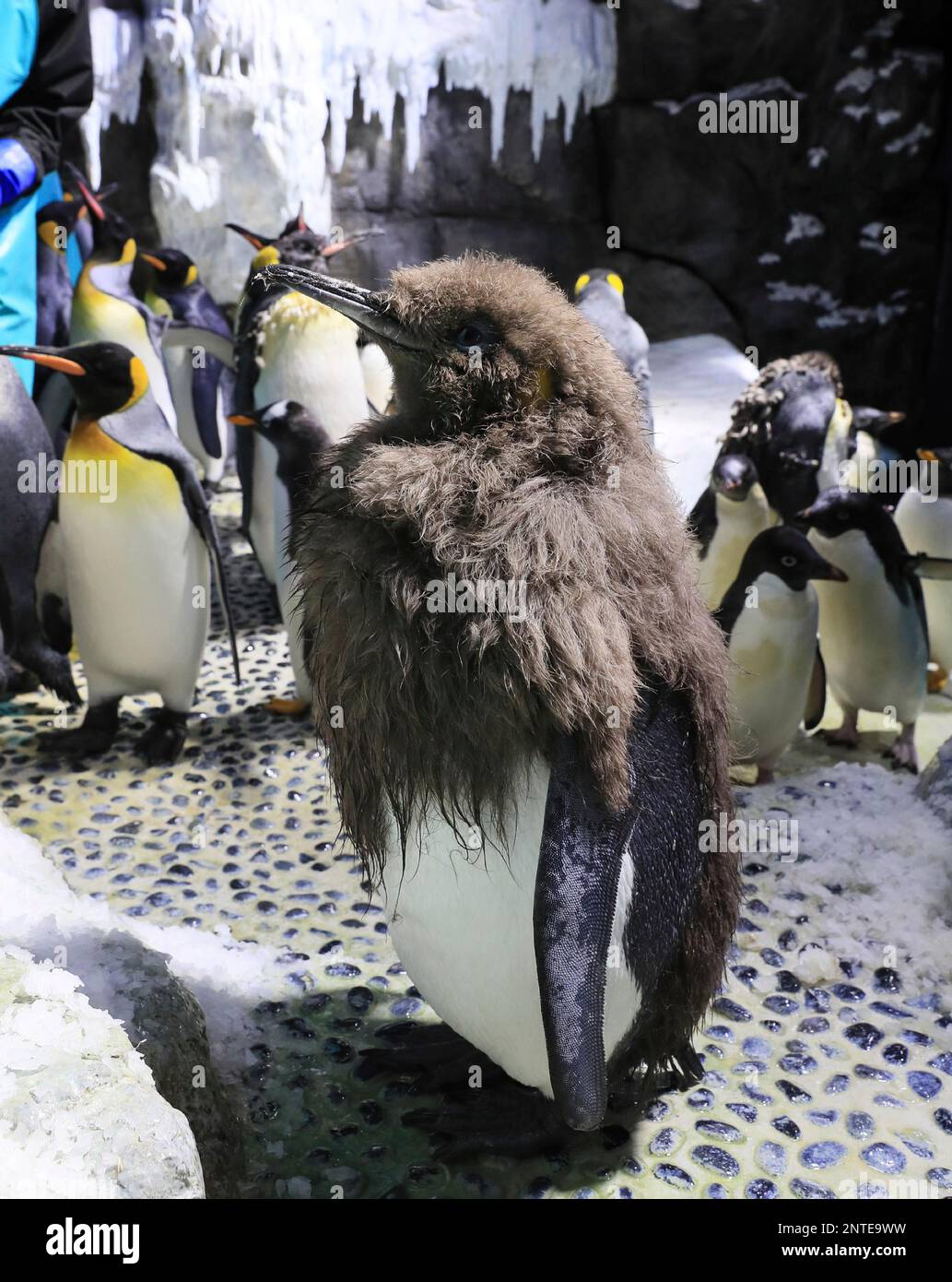 A Baby King penguin, hatched in last October, is pictured at Osaka ...