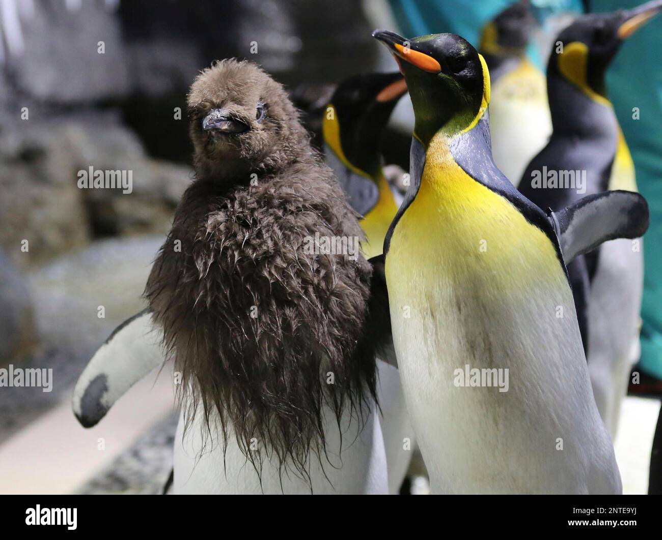 Baby King Penguins
