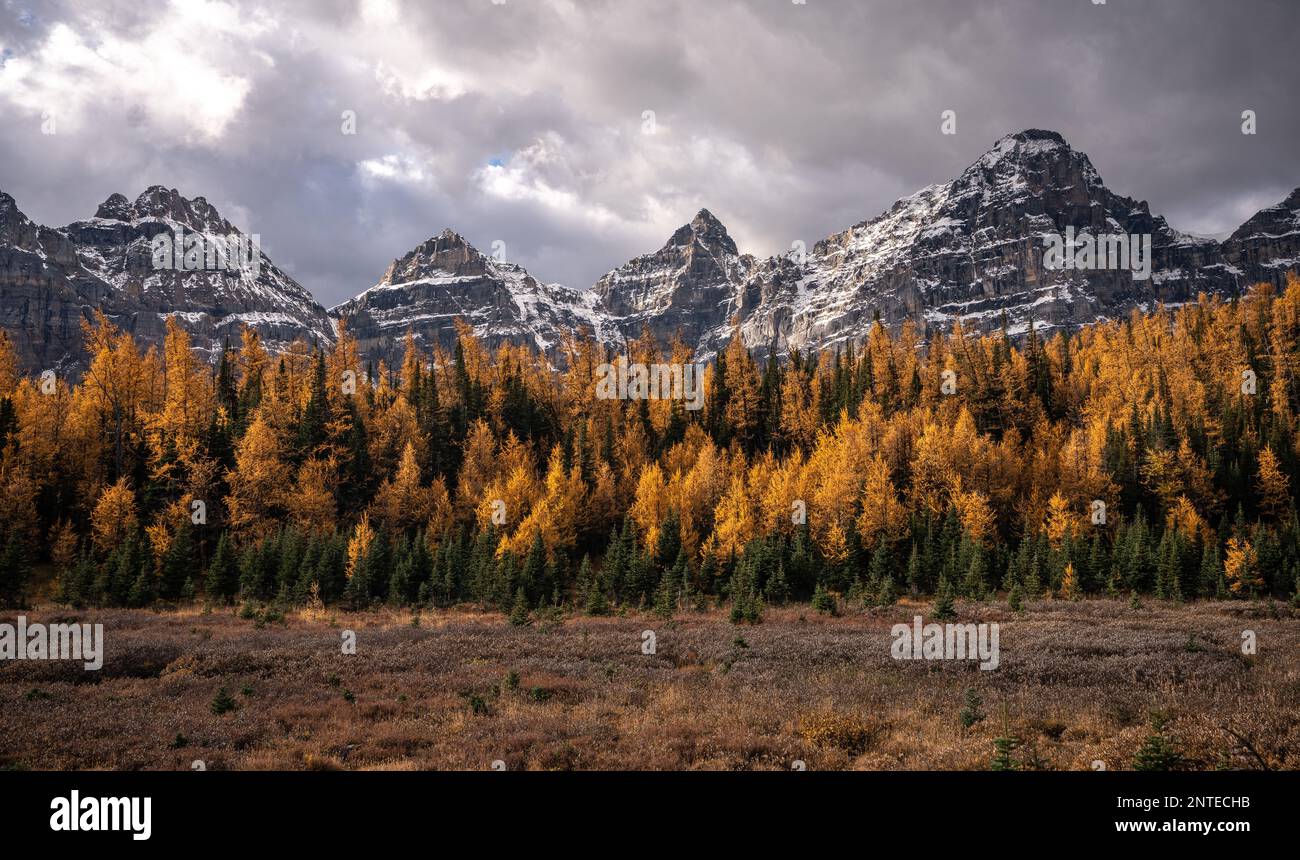 Golden larches in Banff national park with rocky mountains landscape ...
