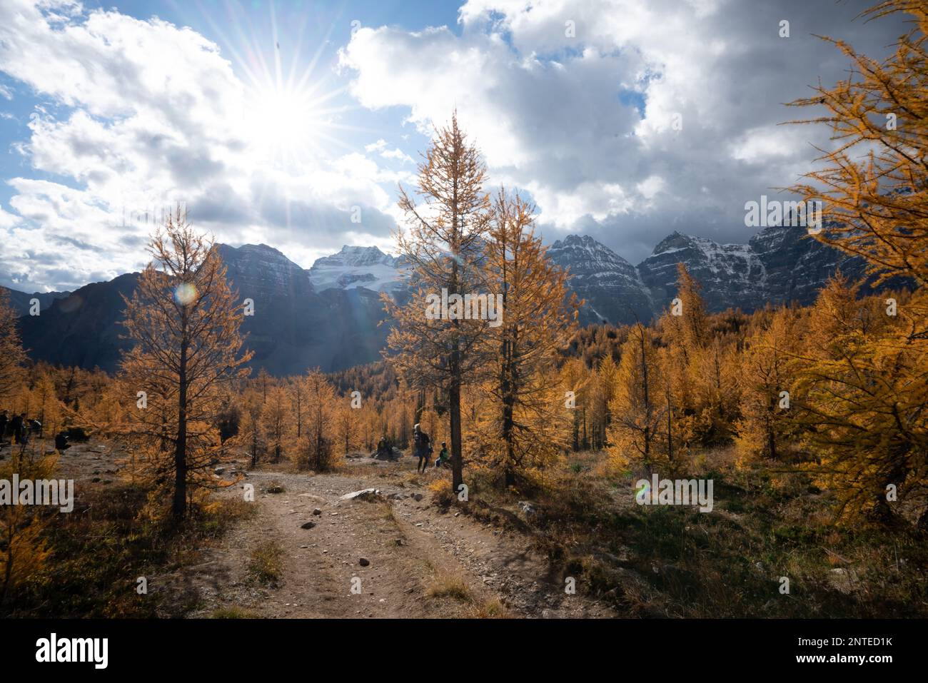 Golden larches in Banff national park with rocky mountains landscape ...