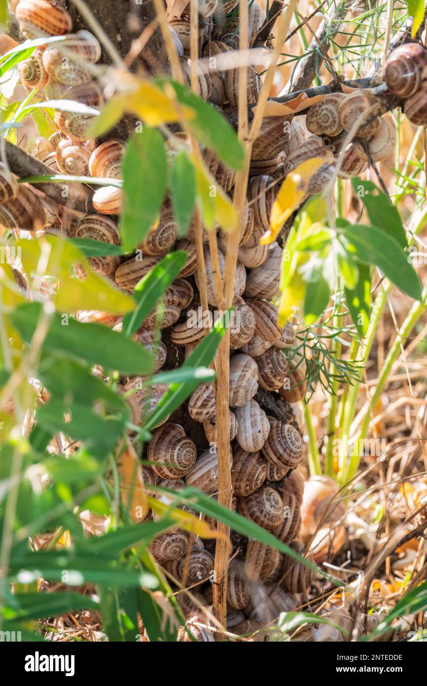 Many snails grass hi-res stock photography and images - Alamy