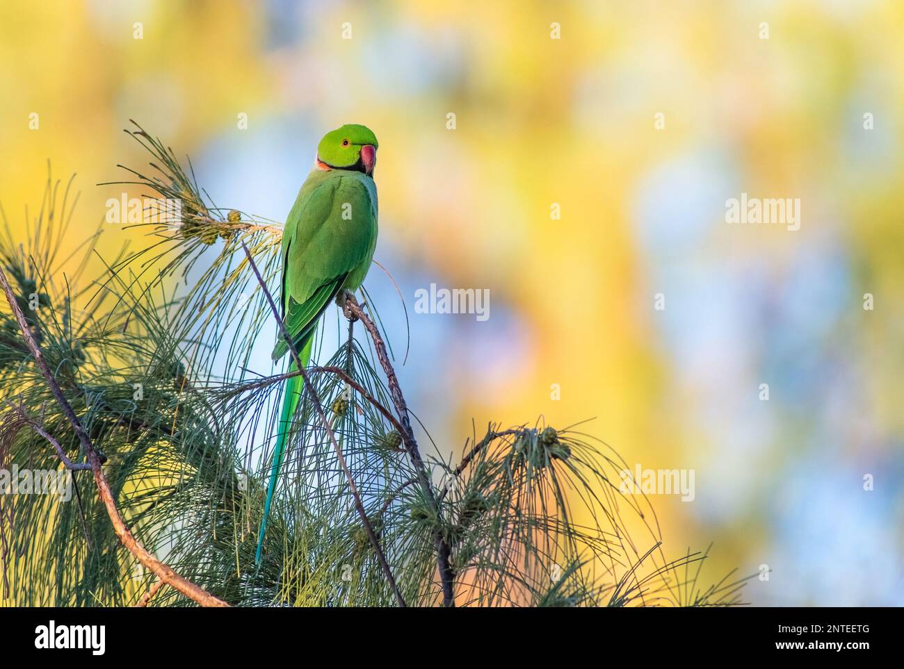Parakeet hawaii hi-res stock photography and images - Alamy