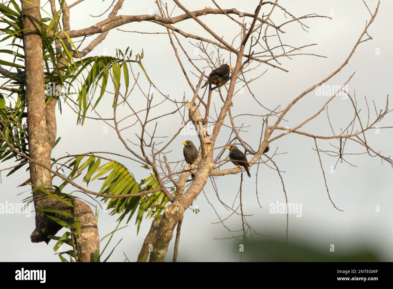 A flock of grosbeak starling (Scissirostrum dubium), a Sulawesi endemic ...