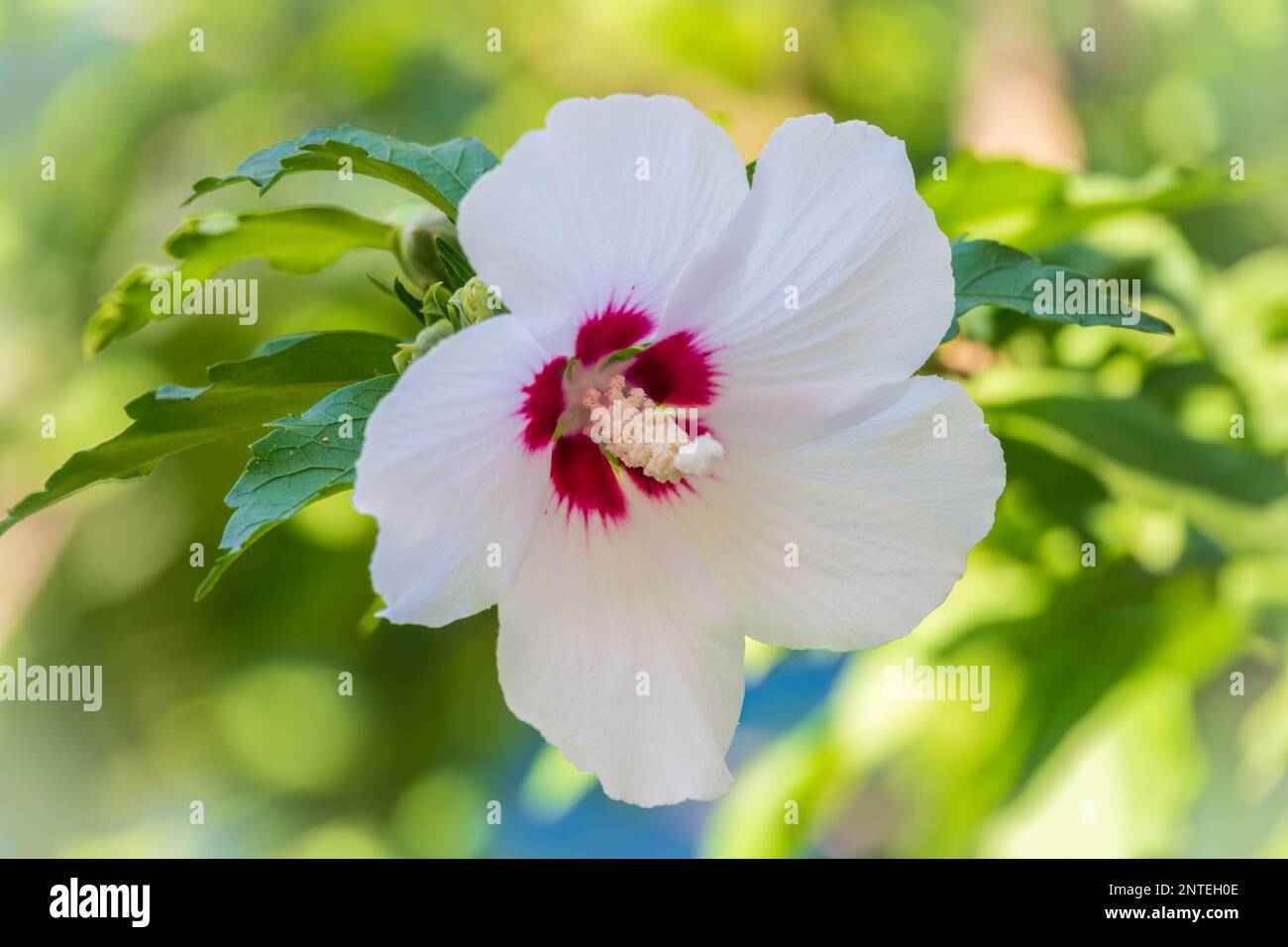 White flowers of Hibiscus grandiflorus, the swamp rosemallow. Close-up ...