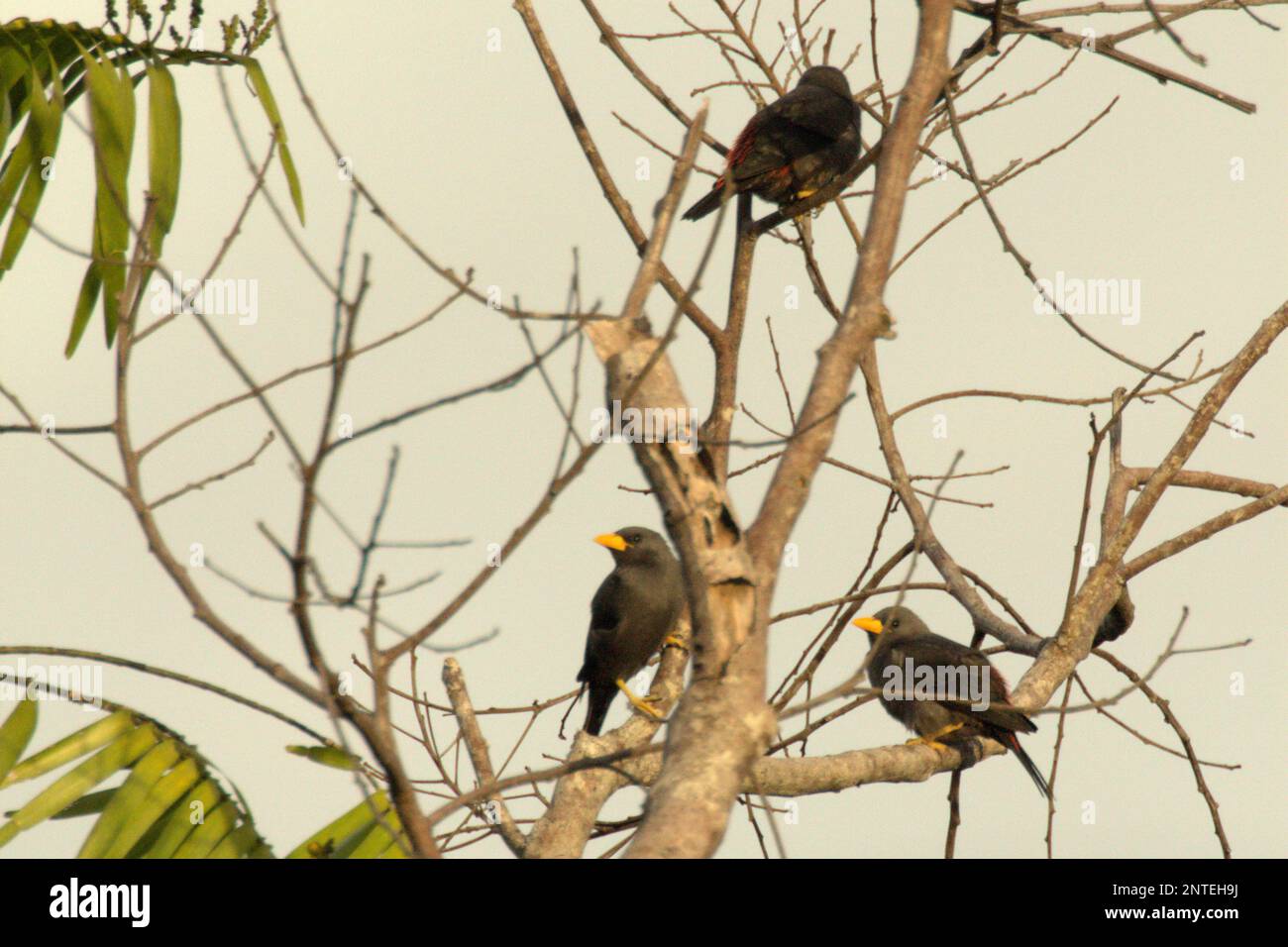 A flock of grosbeak starling (Scissirostrum dubium), a Sulawesi endemic ...