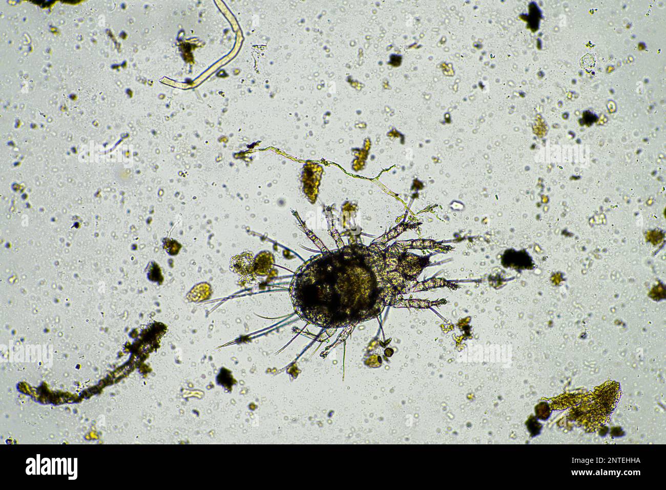 soil microorganisms including nematode, microarthropods, micro ...