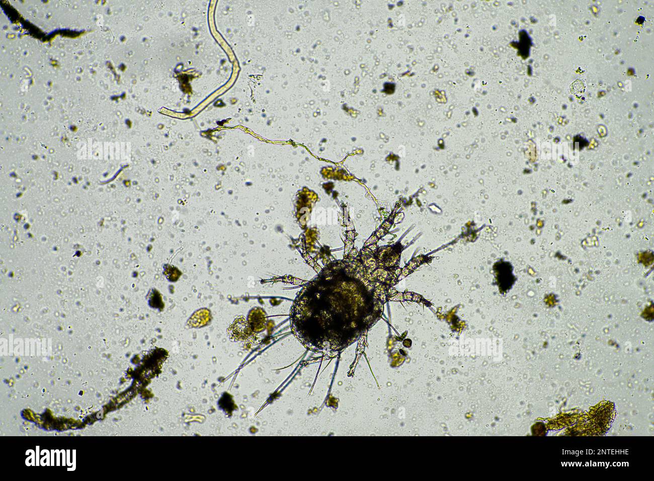 soil microorganisms including nematode, microarthropods, micro ...