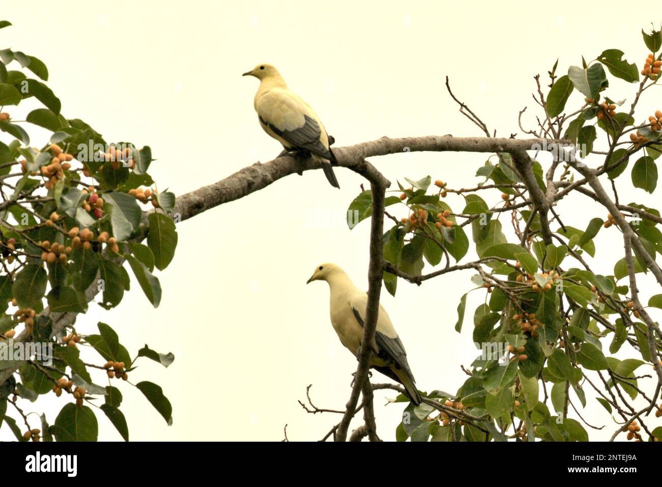 Pigeon bird species sulawesi hi-res stock photography and images - Alamy