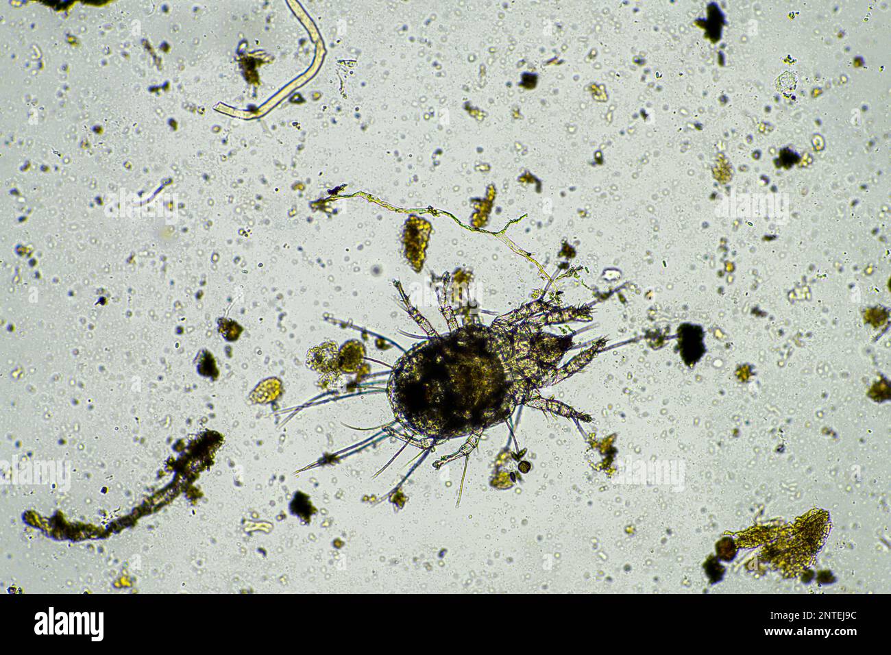 soil microorganisms including nematode, microarthropods, micro ...