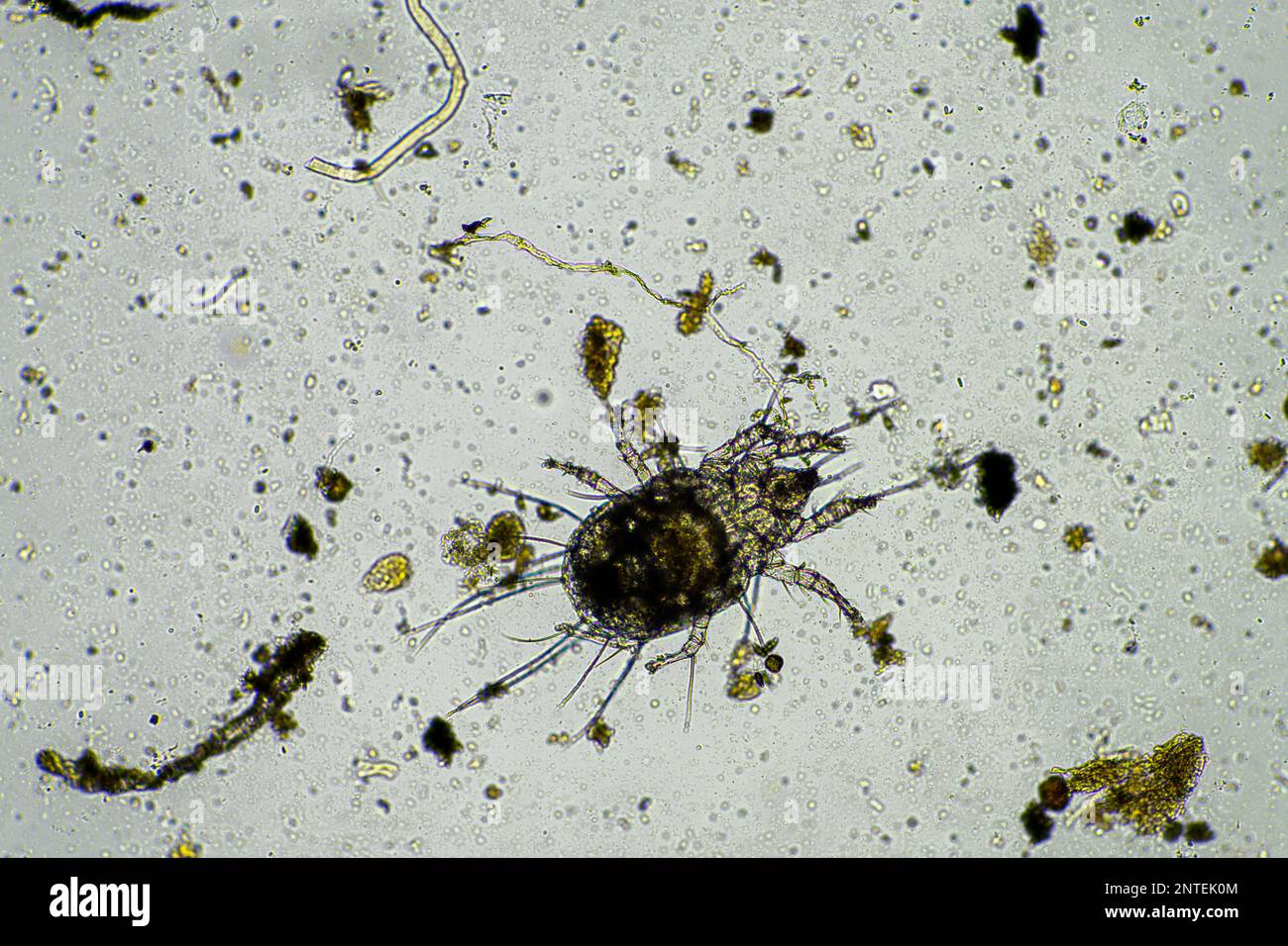 soil microorganisms including nematode, microarthropods, micro ...
