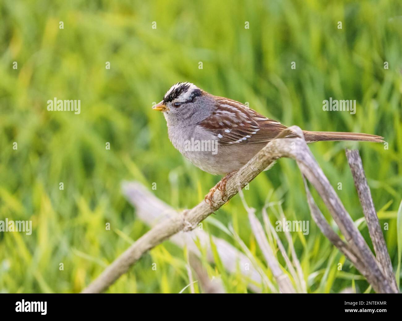 White Crowned Sparrow perched on reeds in the Bay area Stock Photo - Alamy