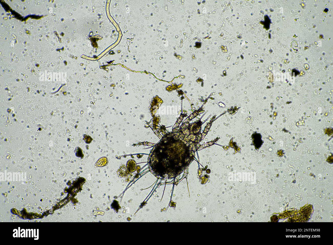 soil microorganisms including nematode, microarthropods, micro ...