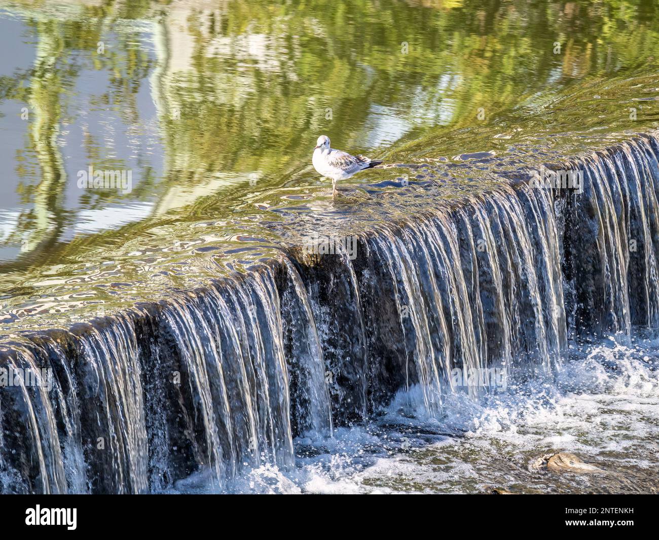 A small flat cascade in a calm river. Water background Stock Photo - Alamy
