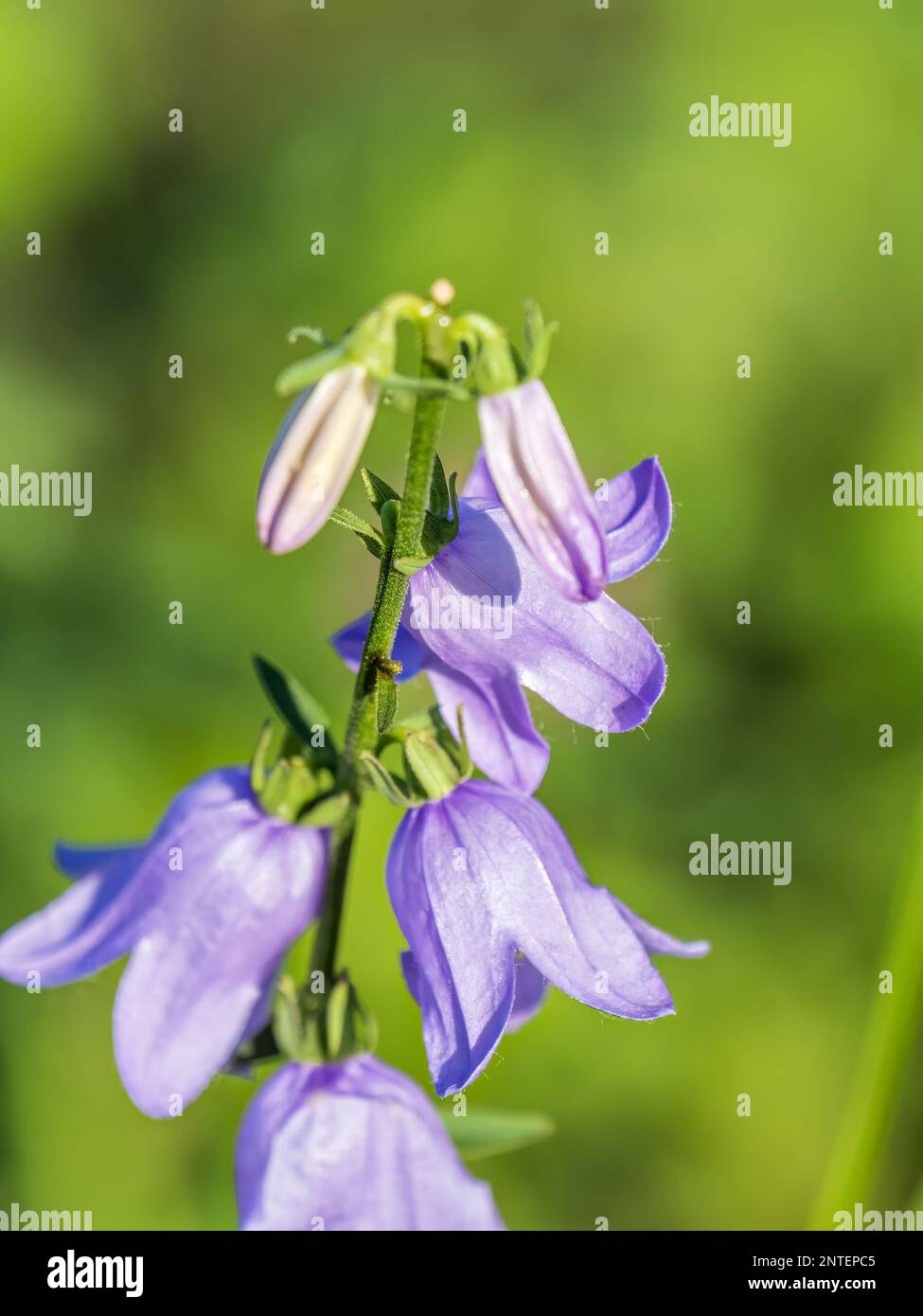 Campanula rapunculoides, creeping bellflower, or rampion bellflower, is ...