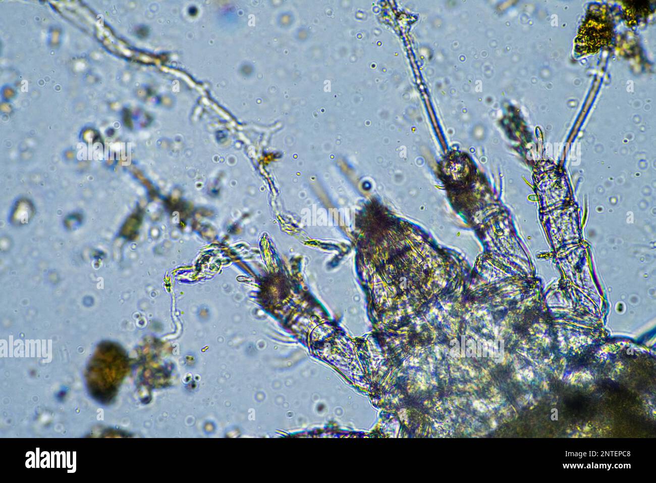 soil microorganisms including nematode, microarthropods, micro ...