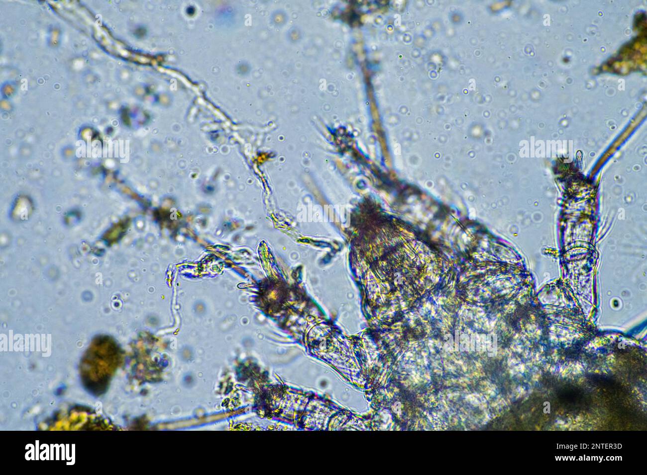 soil microorganisms including nematode, microarthropods, micro ...