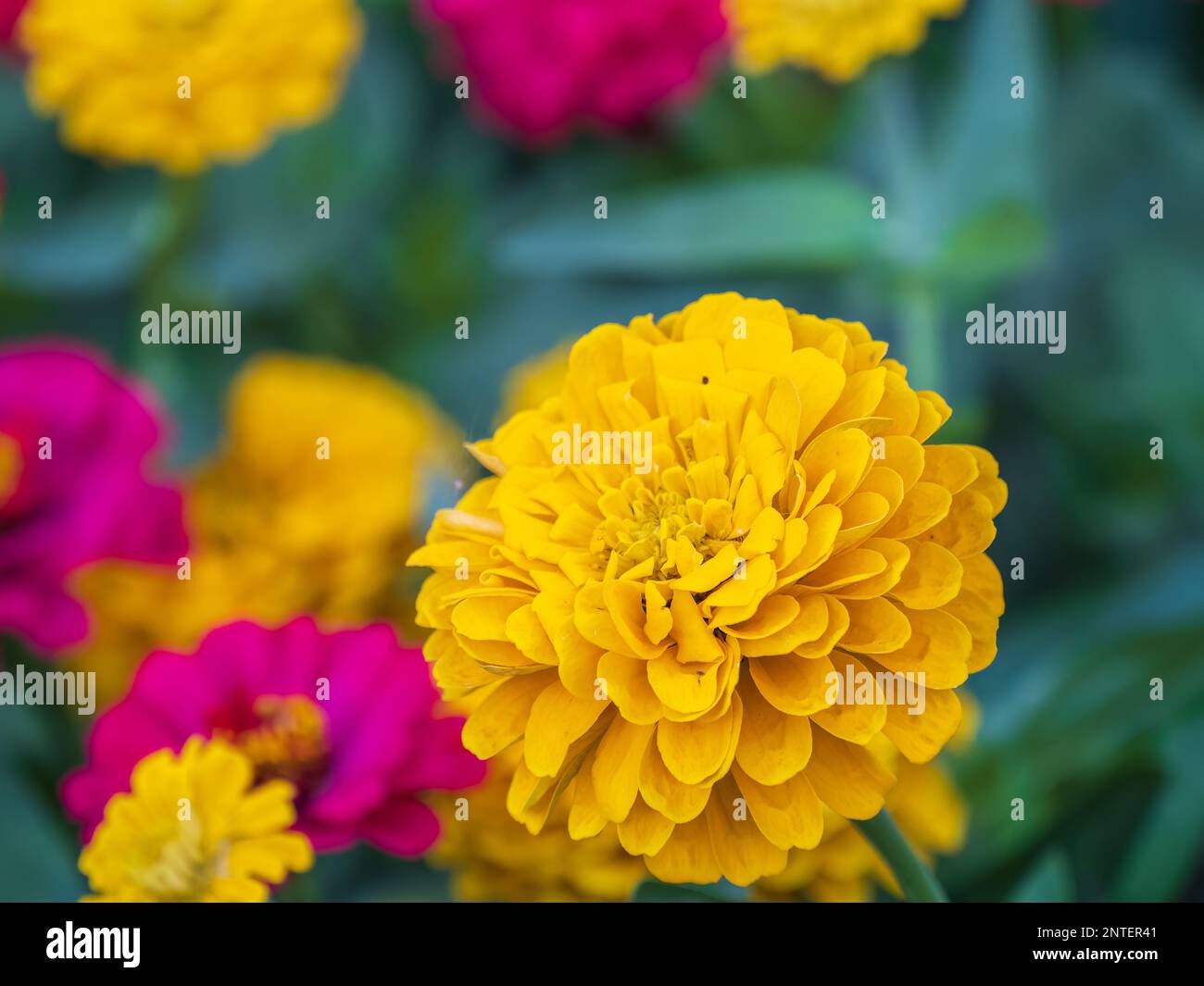 Yellow Zinnia flowers. Flowers zinnia elegans. Color nature background ...