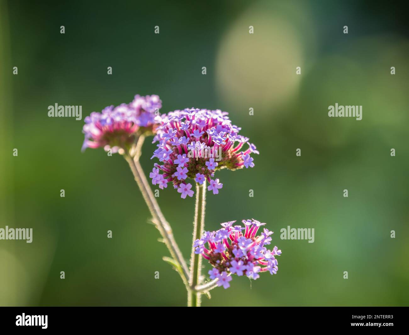 Verbena bonariensis flowers, Argentinian Vervain or Purpletop Vervain ...