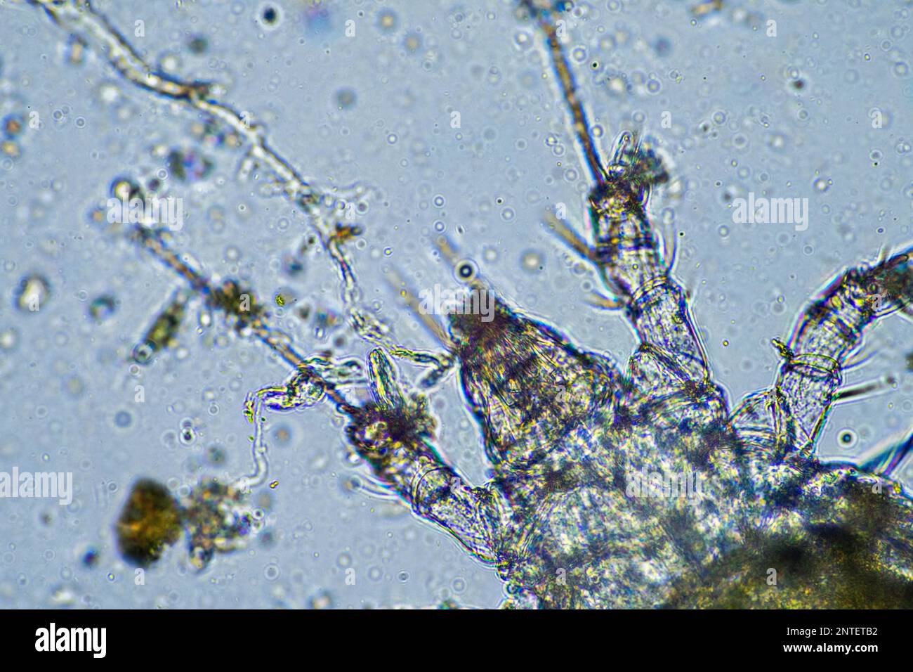 soil microorganisms including nematode, microarthropods, micro ...