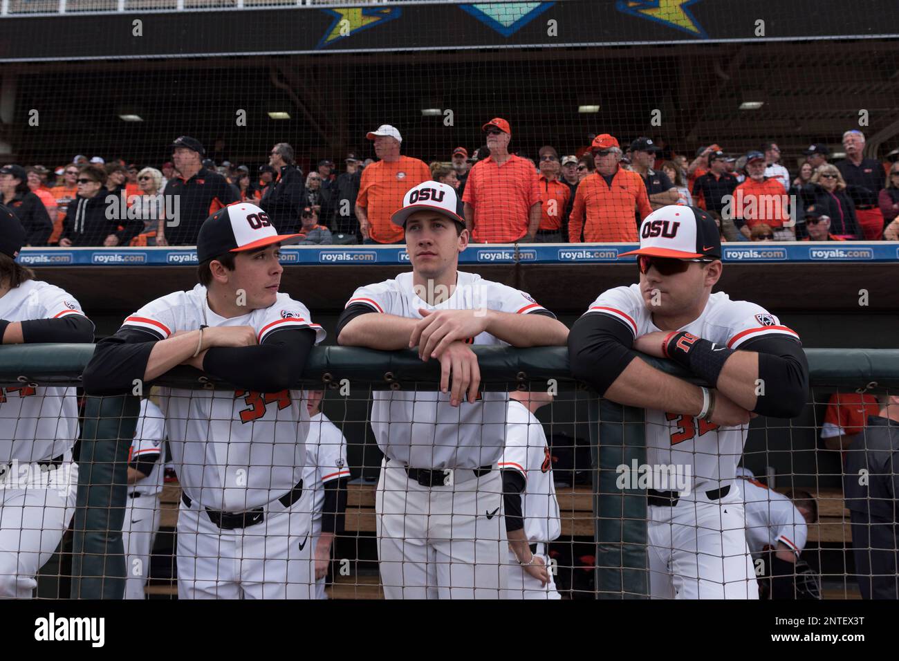 Oregon State Beavers teammates Christian Chamberlain (34), Andrew ...