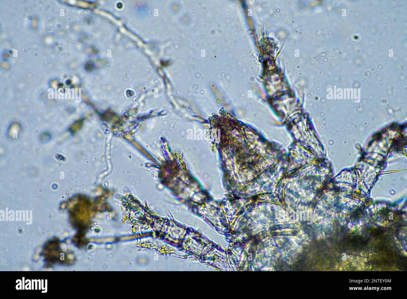 soil microorganisms including nematode, microarthropods, micro ...