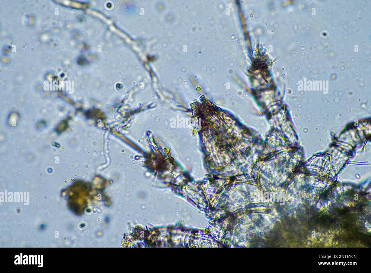 soil microorganisms including nematode, microarthropods, micro ...