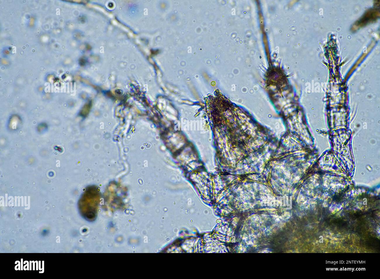 soil microorganisms including nematode, microarthropods, micro ...