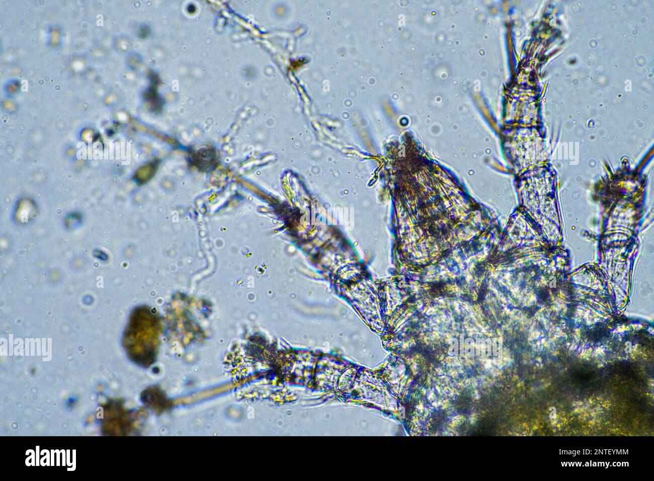 soil microorganisms including nematode, microarthropods, micro ...