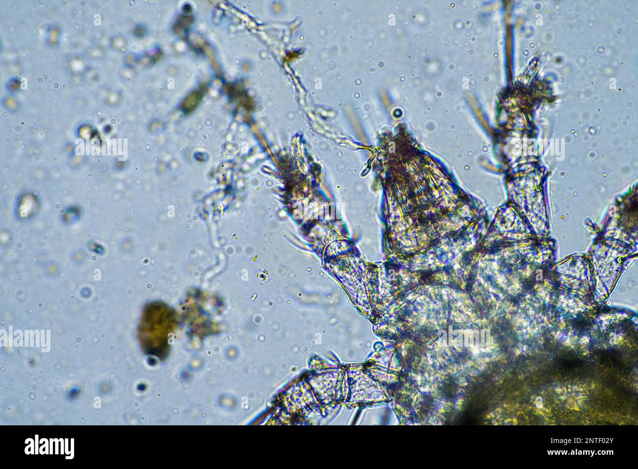 soil microorganisms including nematode, microarthropods, micro ...