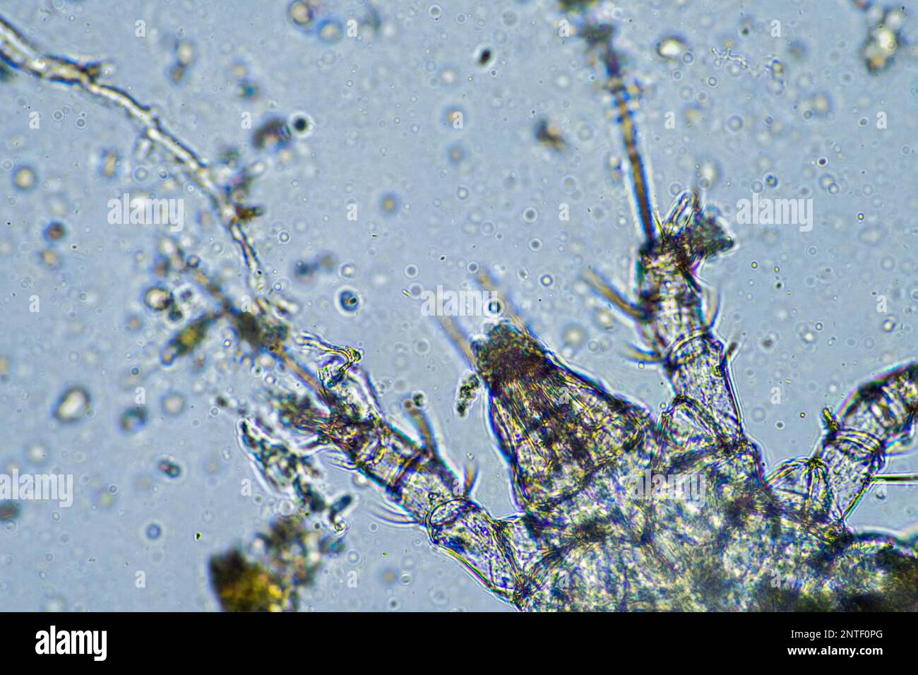 soil microorganisms including nematode, microarthropods, micro ...