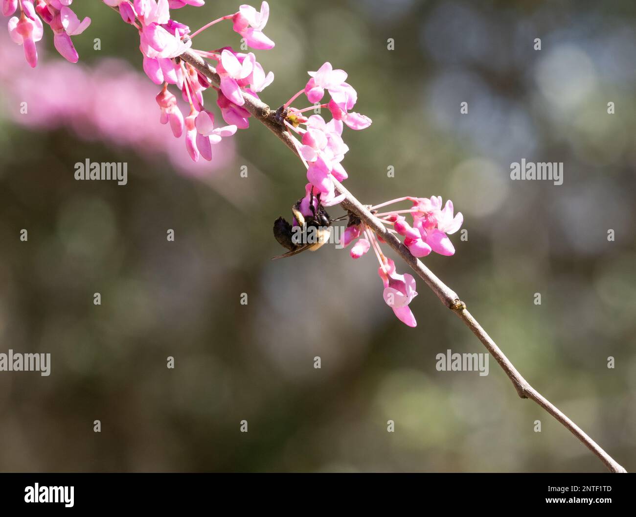 A bumblebee gathering pollen while clinging to a pink Eastern Redbud ...