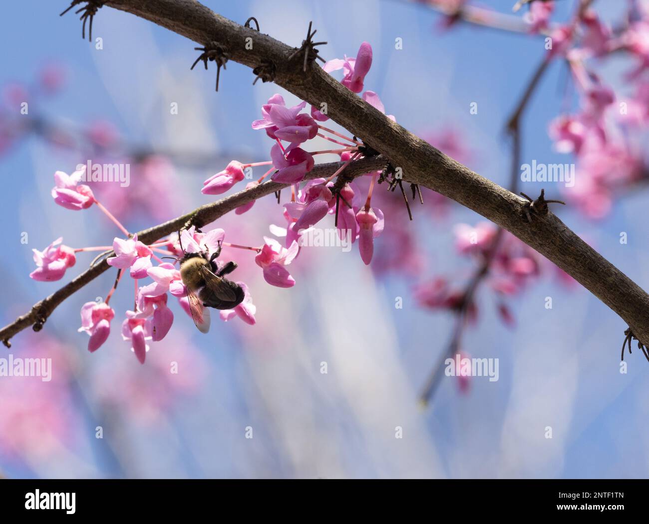 Bumblebee gathering pollen from a pink flower on an Eastern Redbud tree ...