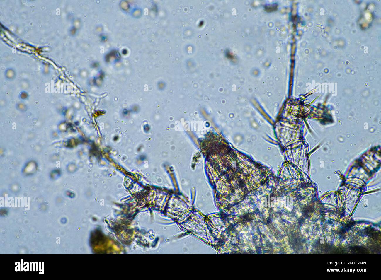 soil microorganisms including nematode, microarthropods, micro ...