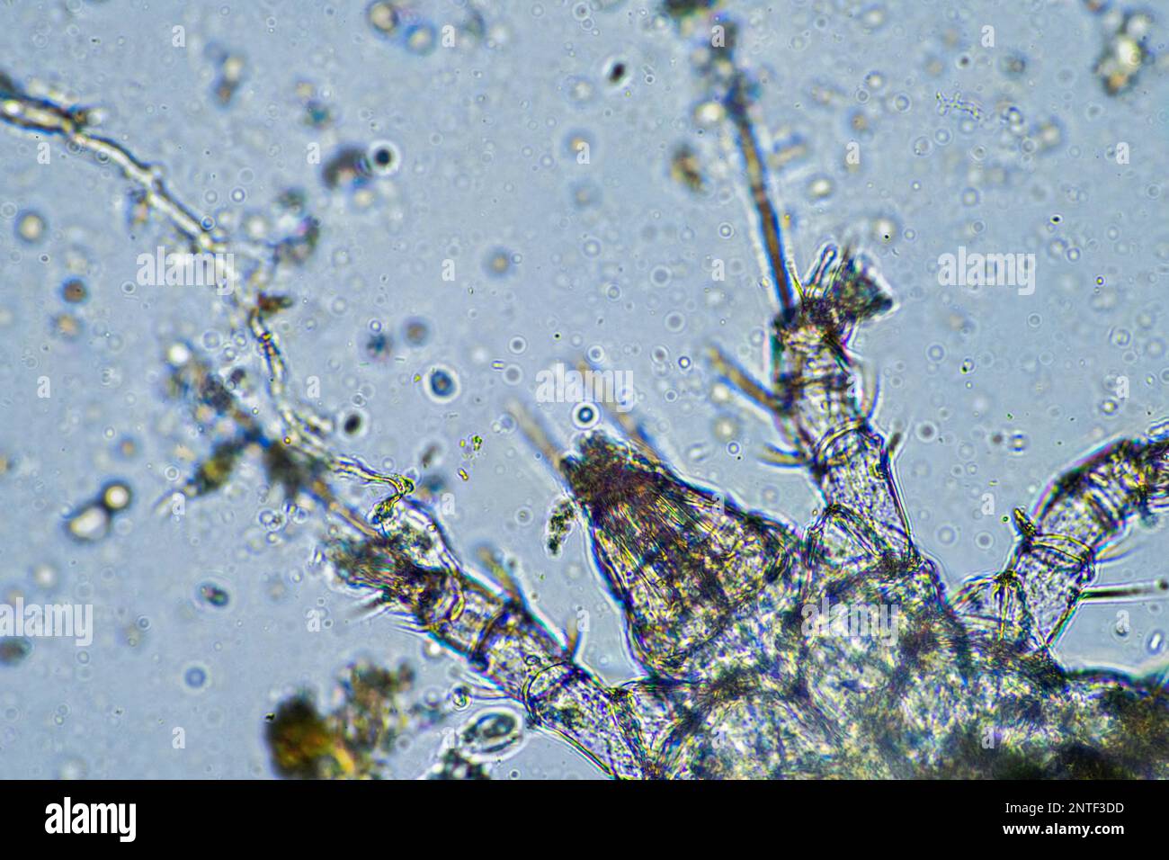 soil microorganisms including nematode, microarthropods, micro ...
