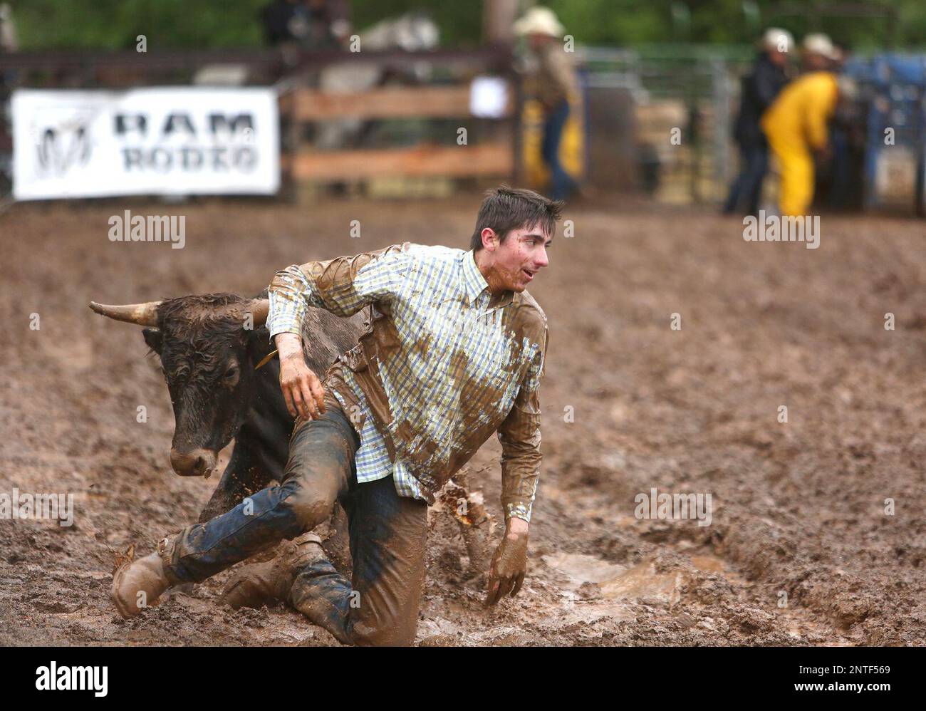 A steer wrestler gets up from a mud filled arena during the Penn Valley ...