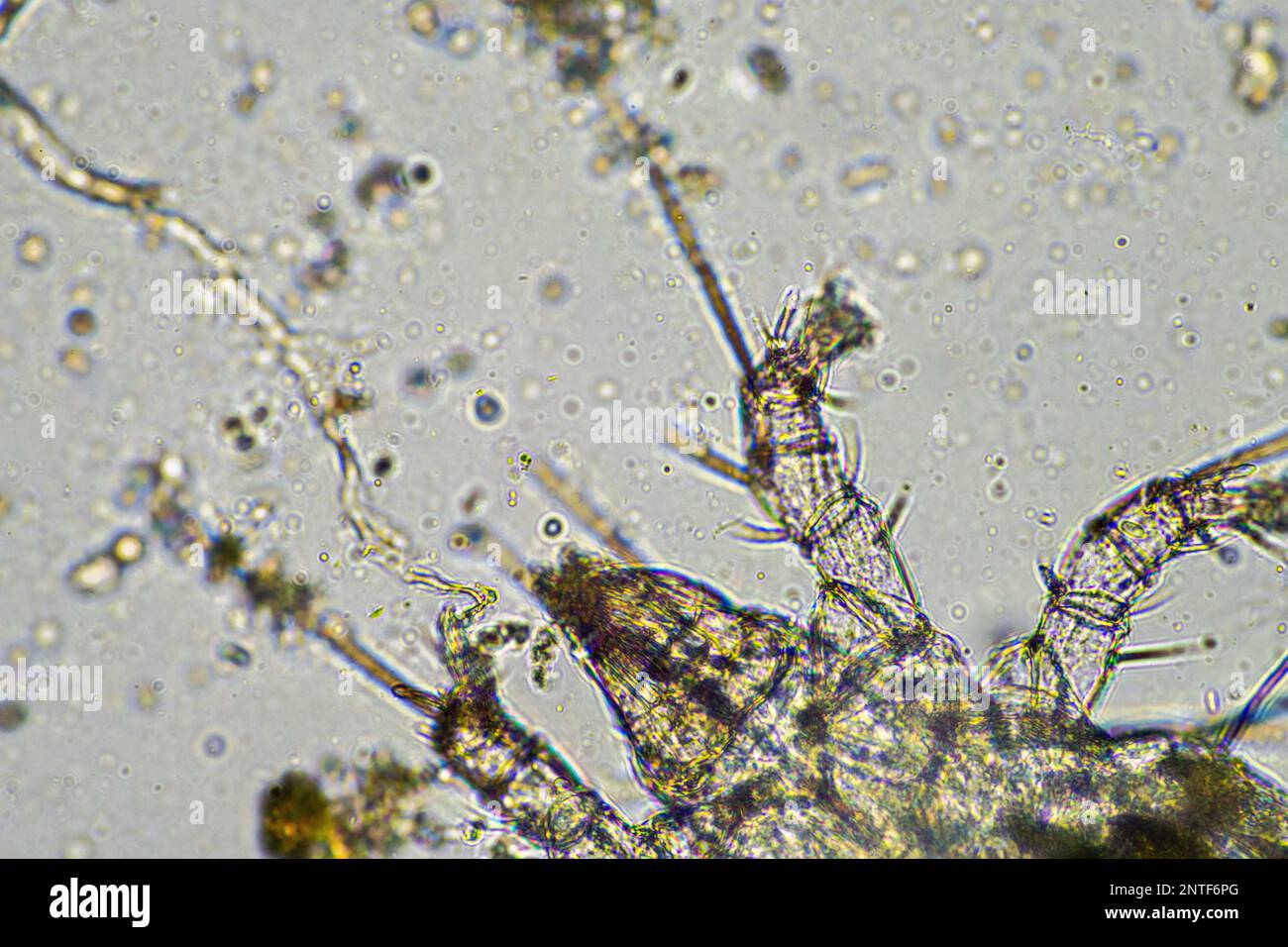 soil microorganisms including nematode, microarthropods, micro ...